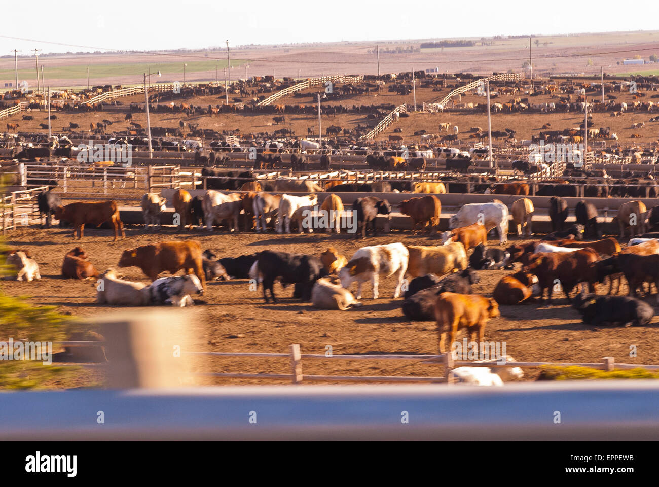 Cattle Feed lot in Ingalls Kansas Stock Photo - Alamy