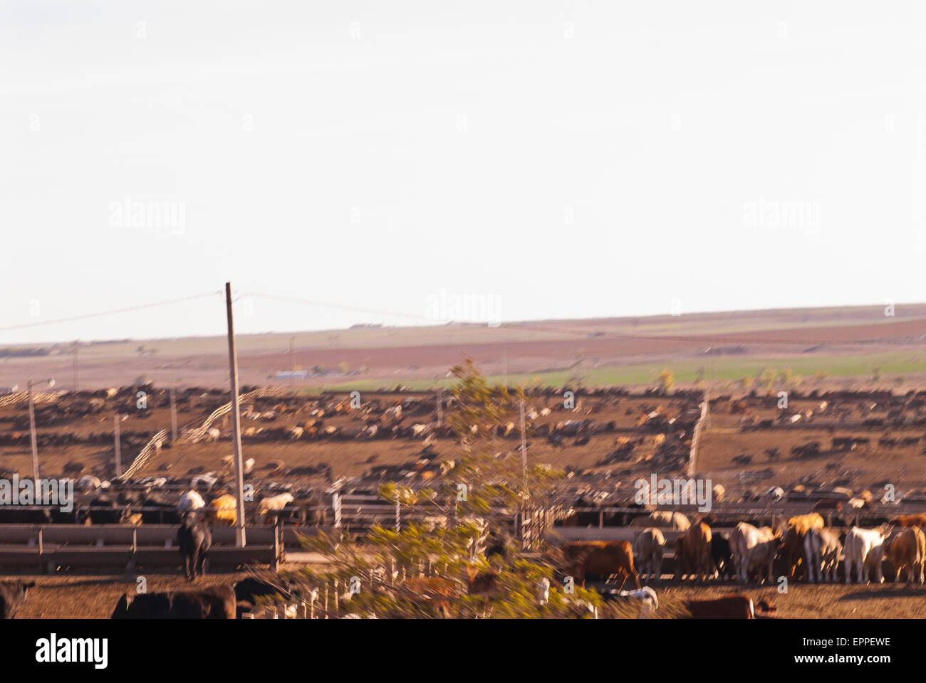 Cattle Feed lot in Ingalls Kansas Stock Photo - Alamy
