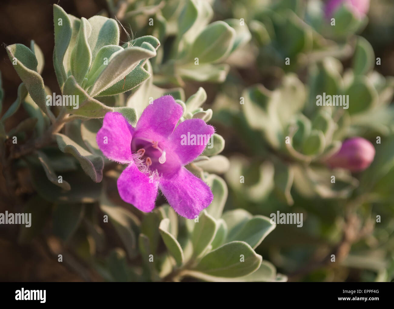 Adenium flower hi-res stock photography and images - Alamy