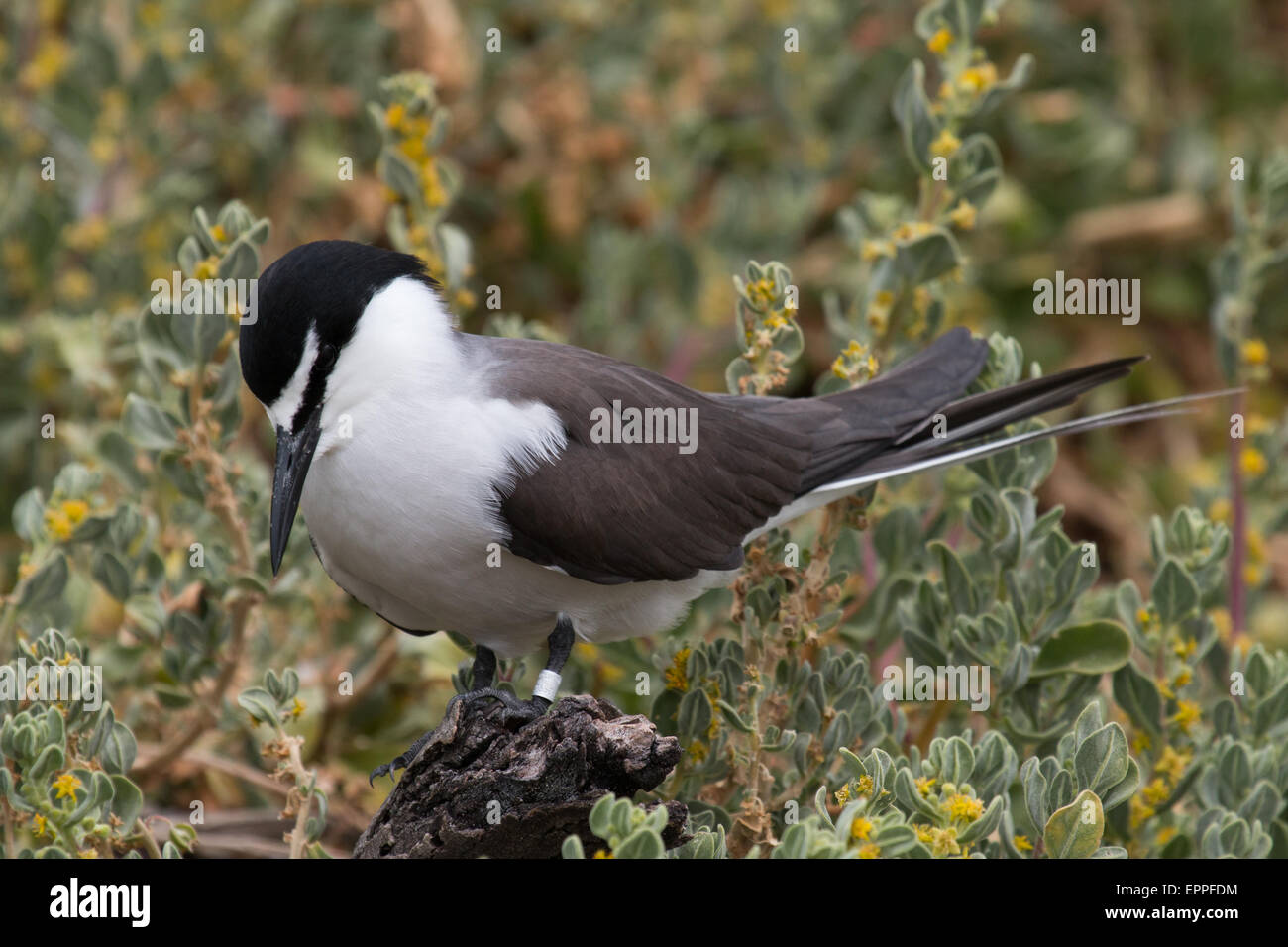 Bridled Tern (Onychoprion anaethetus Stock Photo - Alamy