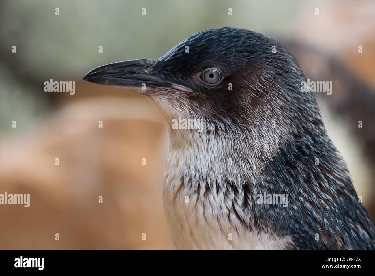 Little Penguin (Eudyptula minor) headshot Stock Photo - Alamy