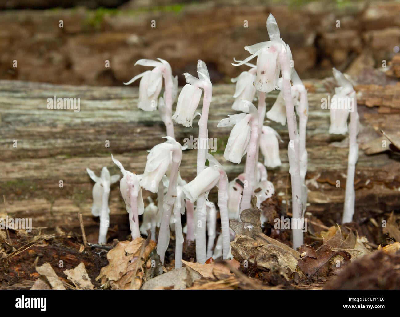 Rare weird fungus like Indian Pipe flowers Stock Photo - Alamy
