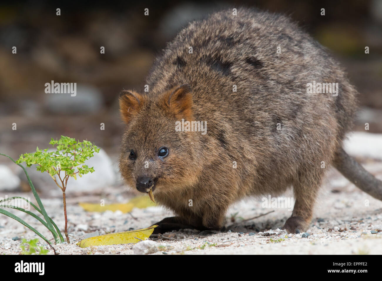 Quokka (Setonix brachyurus Stock Photo - Alamy