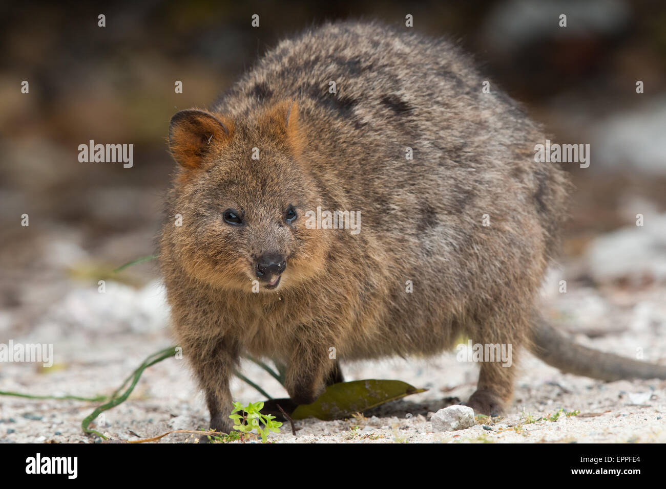 Quokka hi-res stock photography and images - Alamy