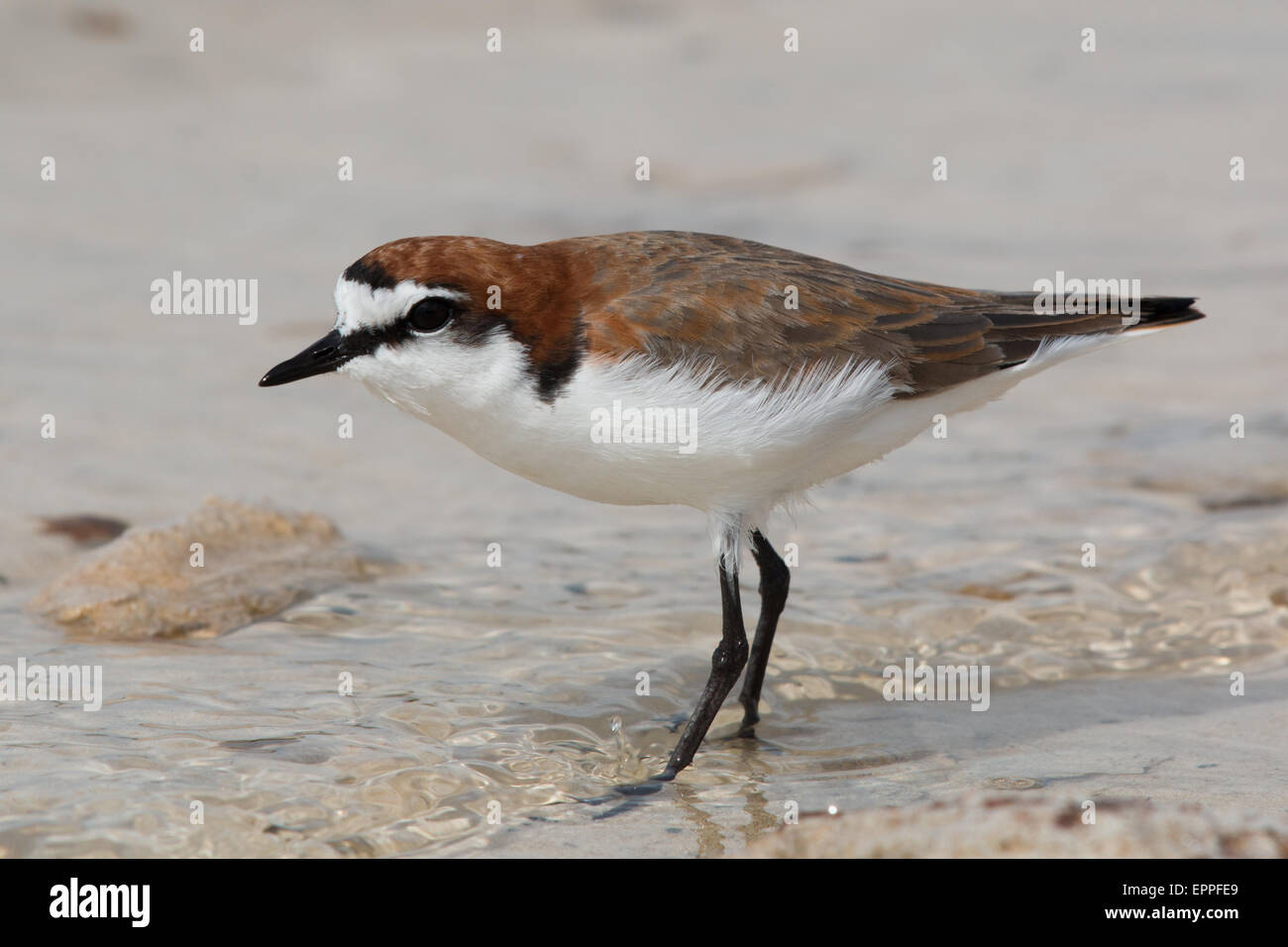 Australian plover hi-res stock photography and images - Alamy