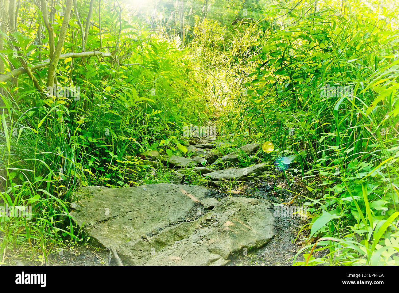 An old abandoned stone path deep in the woods Stock Photo - Alamy
