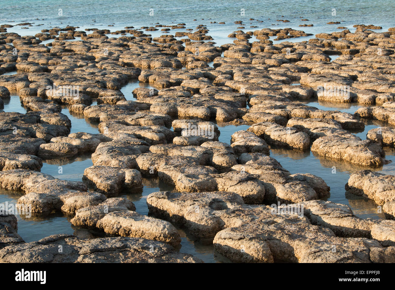 Stromatolites at Hamelin, Shark Bay, Western Australia Stock Photo - Alamy