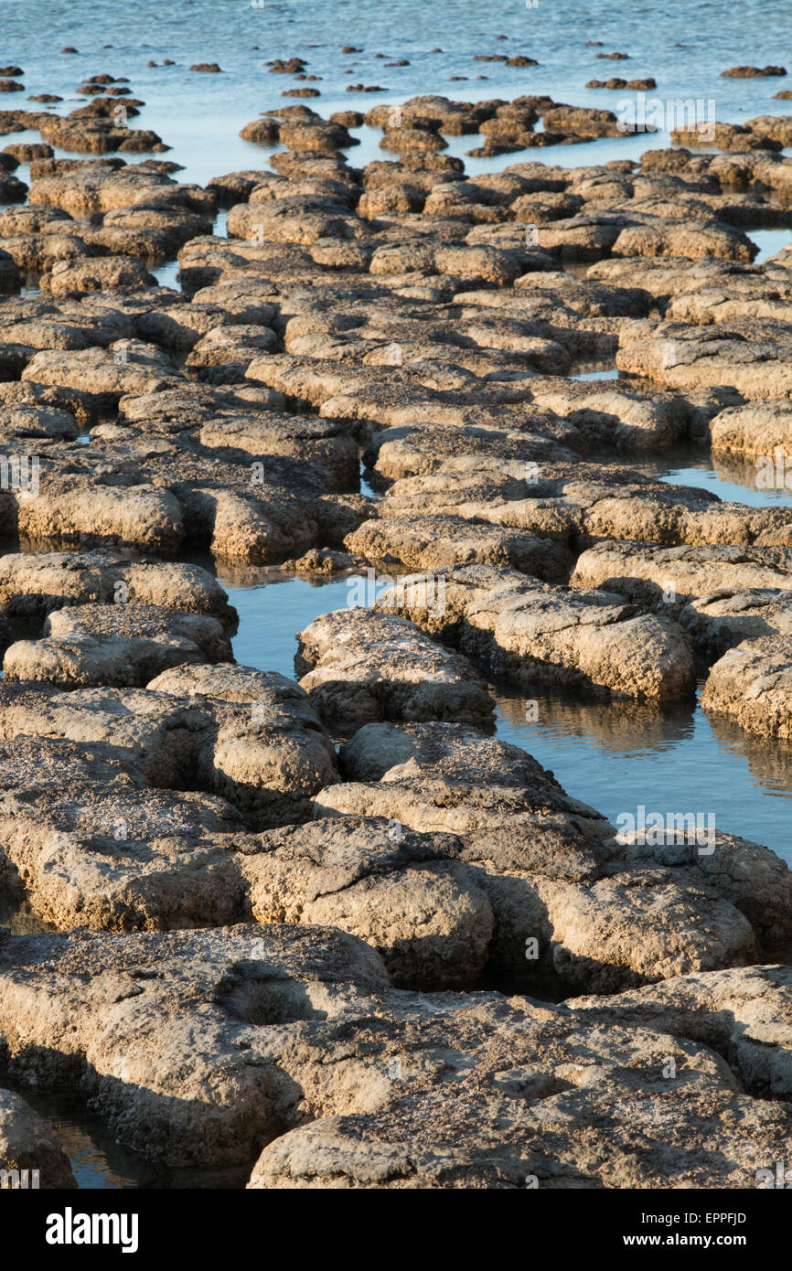 Stromatolites at Hamelin, Shark Bay, Western Australia Stock Photo - Alamy