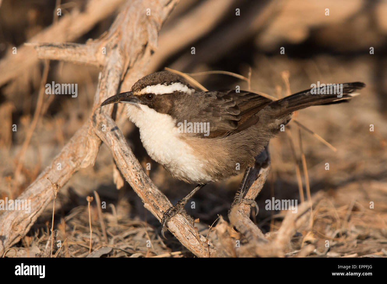 Babbler bird australia hi-res stock photography and images - Alamy