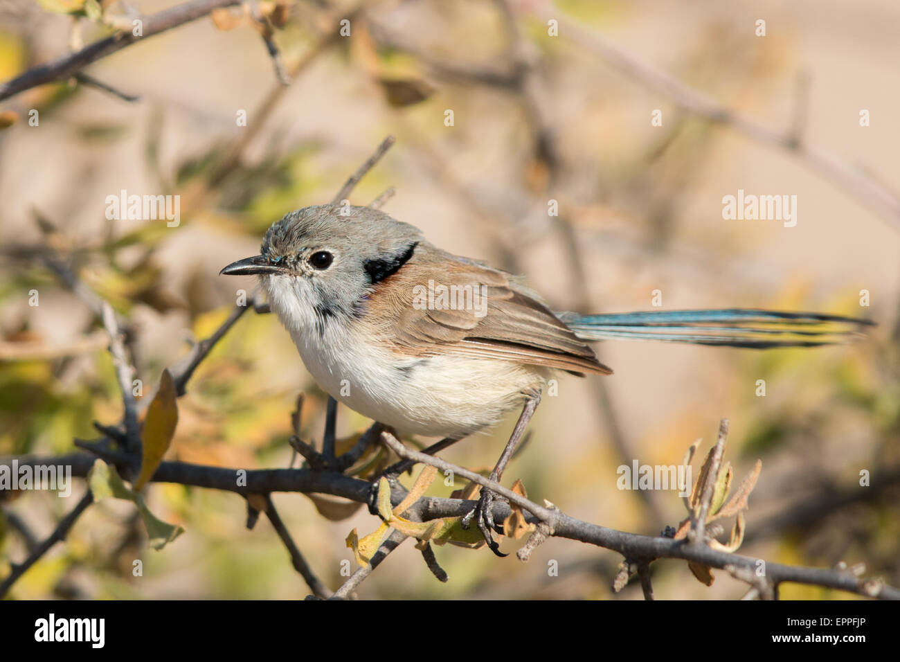 immature male Variegated Fairywren (Malurus lamberti Stock Photo - Alamy