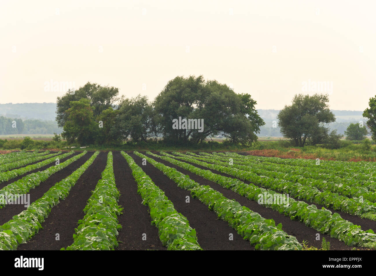 Hot summer day with irrigation on farm Stock Photo - Alamy