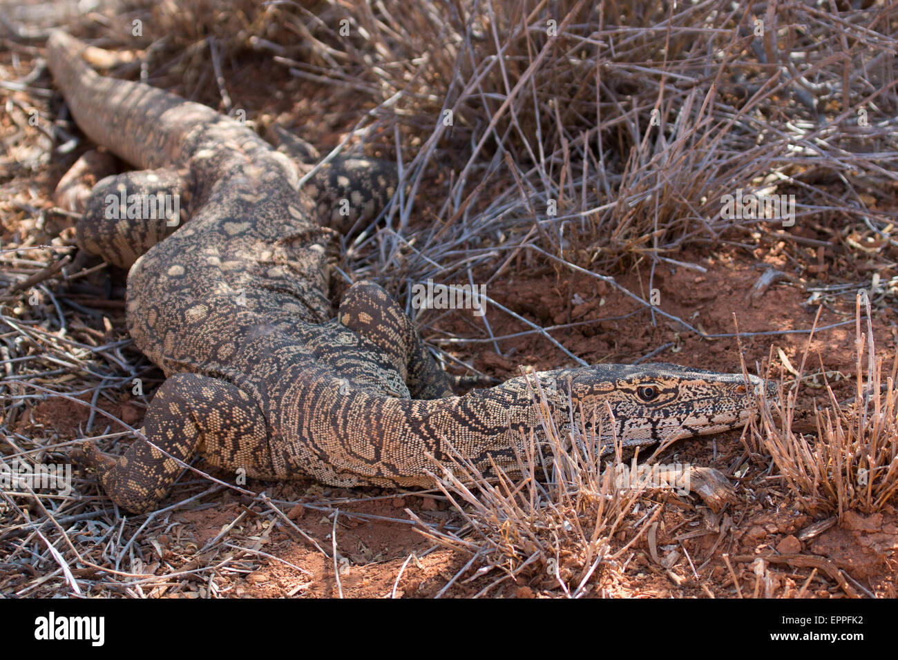 Perentie lizard hi-res stock photography and images - Alamy