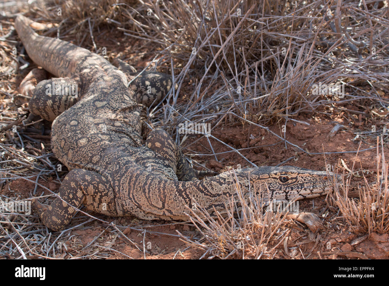 Giganteus perentie hi-res stock photography and images - Alamy