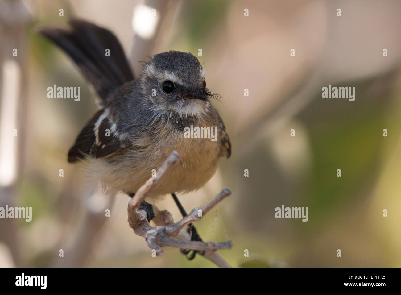 Mangrove fantail hi-res stock photography and images - Alamy