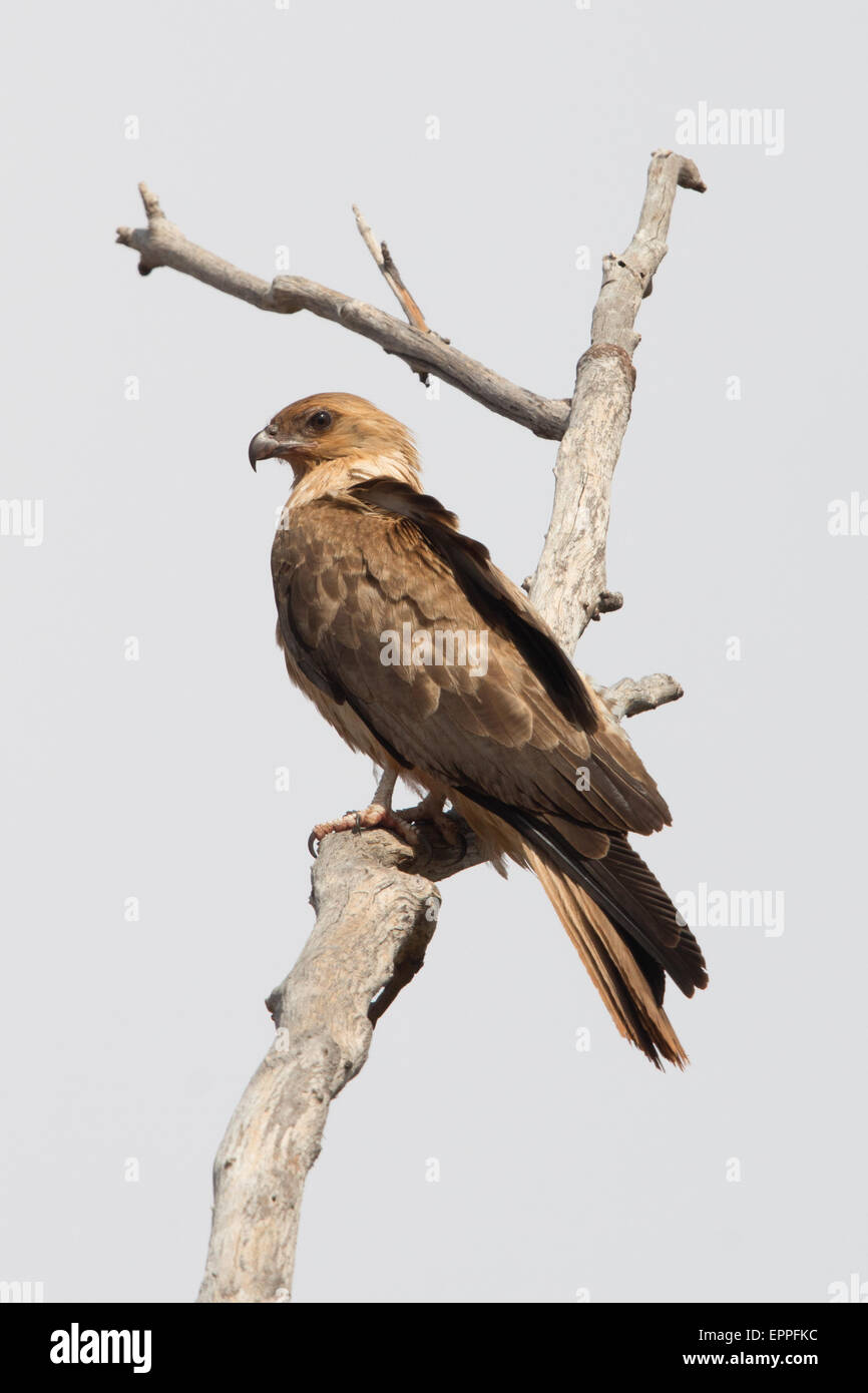 Whistling Kite (Haliastur sphenurus Stock Photo - Alamy