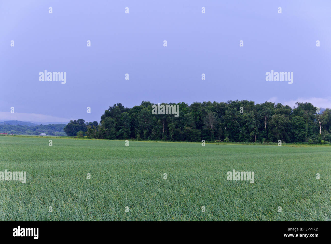 Field of farm crops landscape background Stock Photo - Alamy