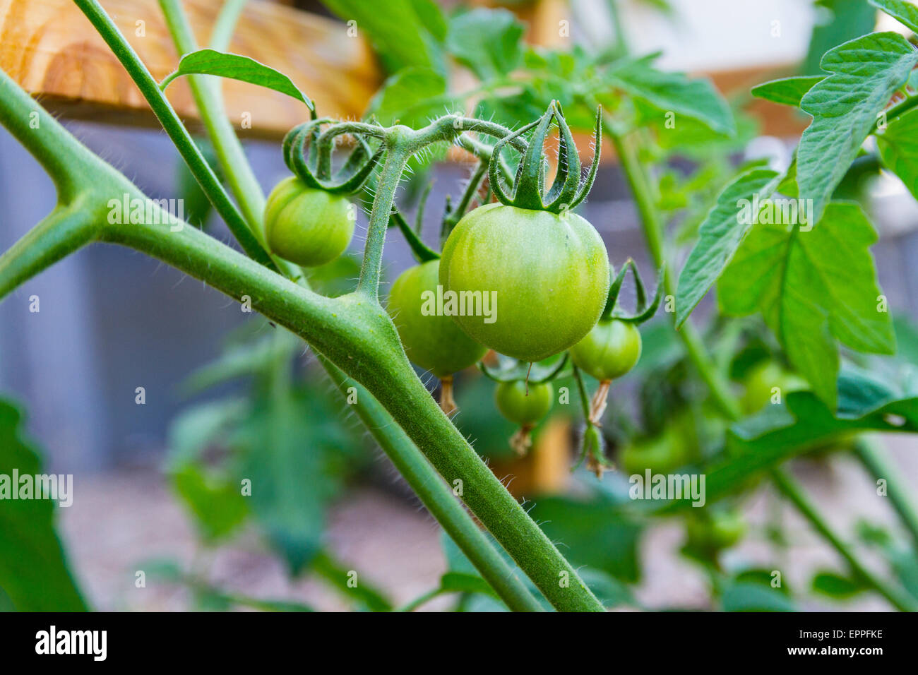 Burpee Ace 55 Heirloom Tomato Plants with immature fruit and blossoms ...