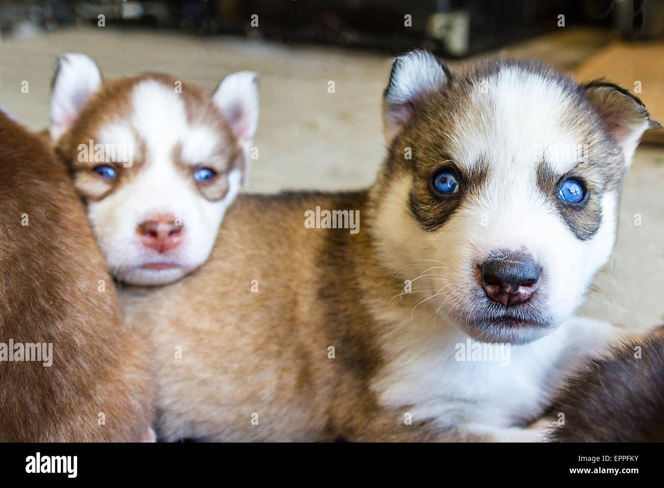 Four Week old Husky puppies in a kennel Stock Photo - Alamy