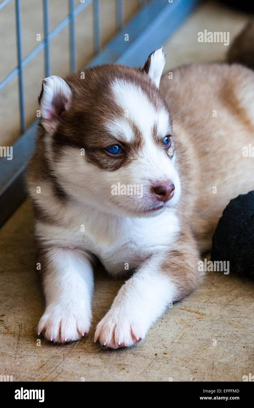 Four Week old Husky puppies in a kennel Stock Photo - Alamy