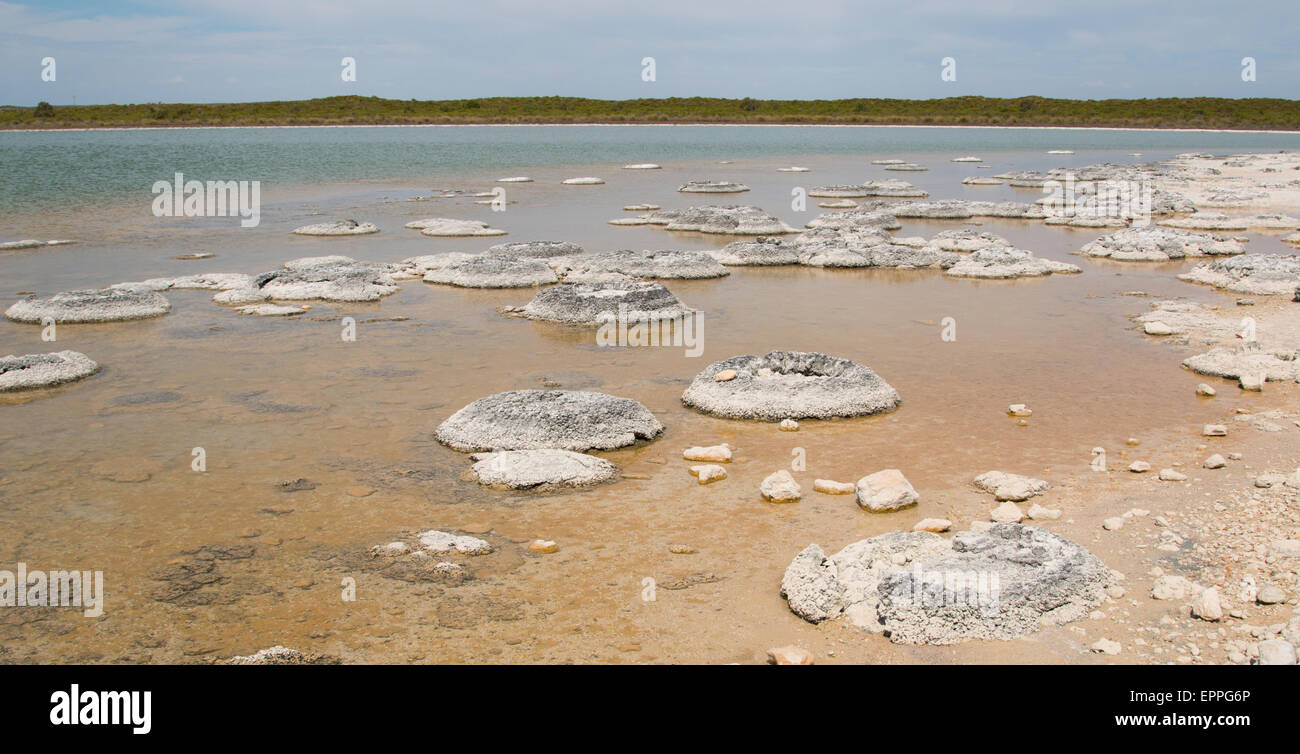 Stromatolite hi-res stock photography and images - Alamy