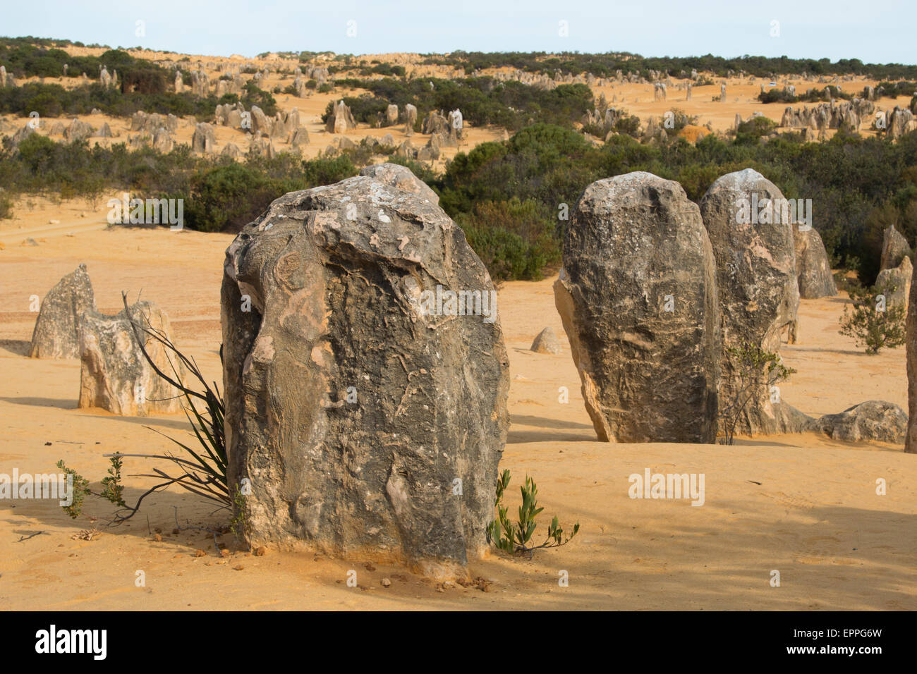 The Pinnacles, Western Australia Stock Photo - Alamy