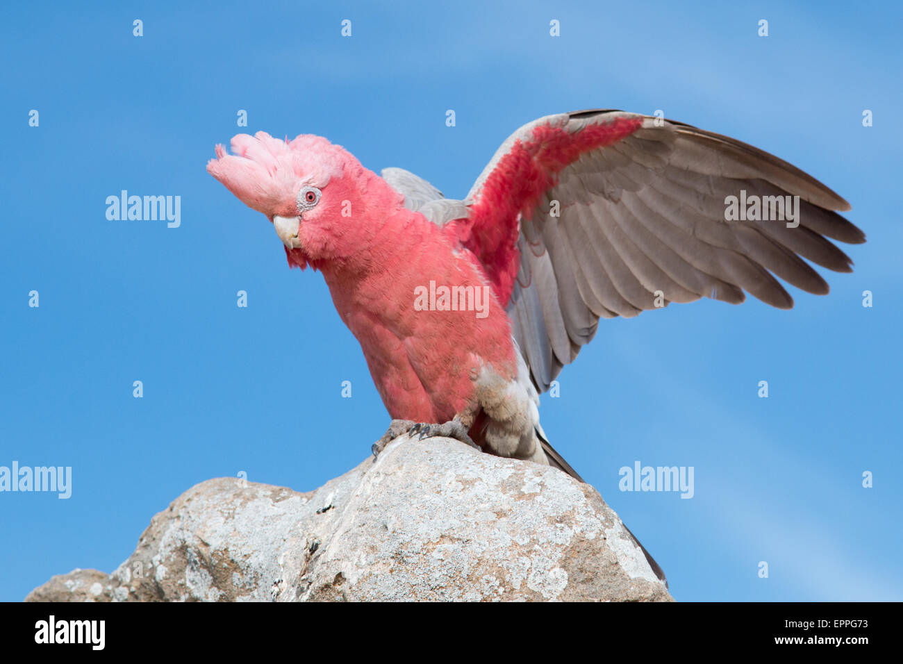 Galah (Eolophus roseicapillus) displaying on top of a rock Stock Photo ...