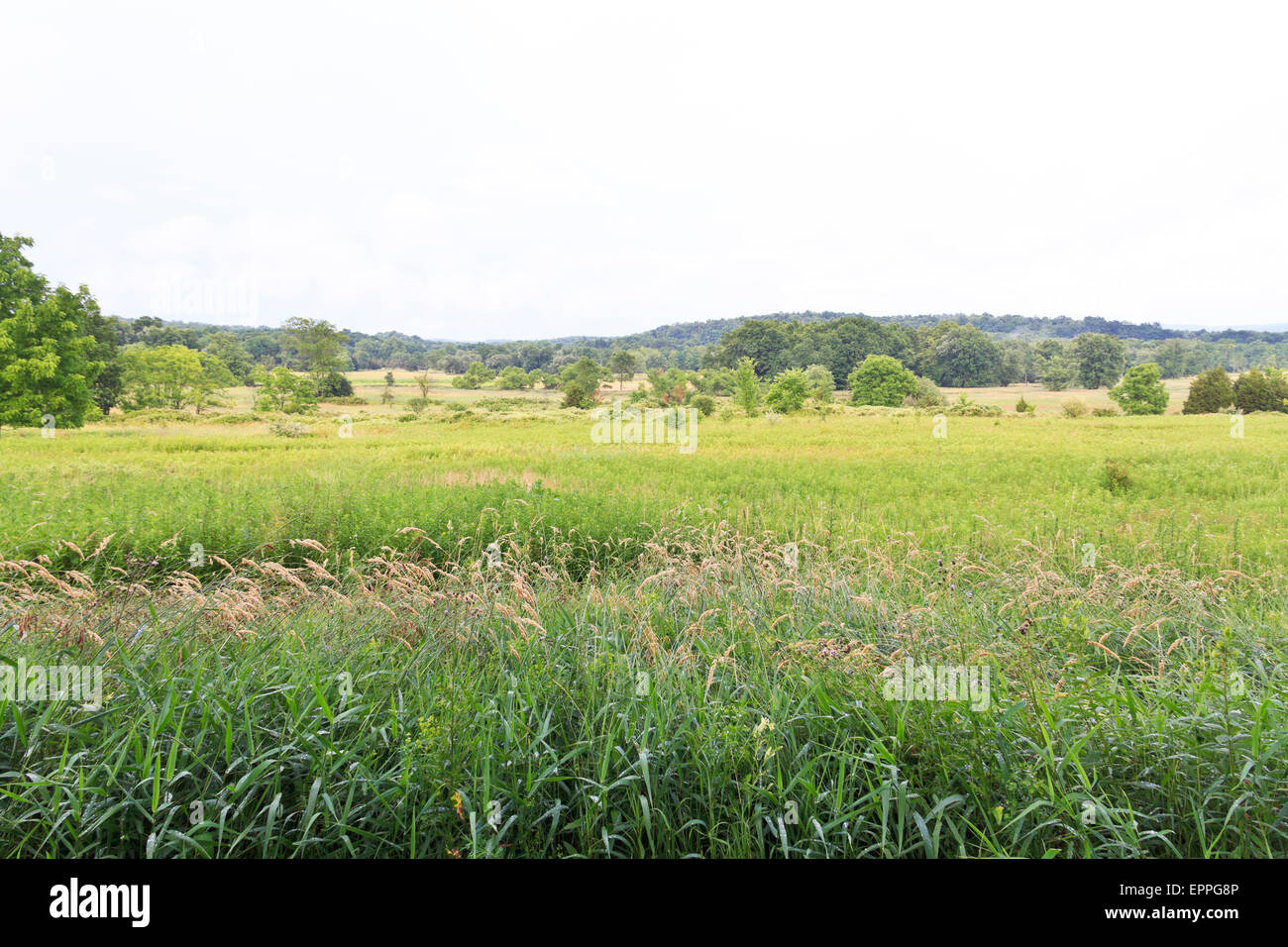 Field and meadow natural landscape Stock Photo - Alamy