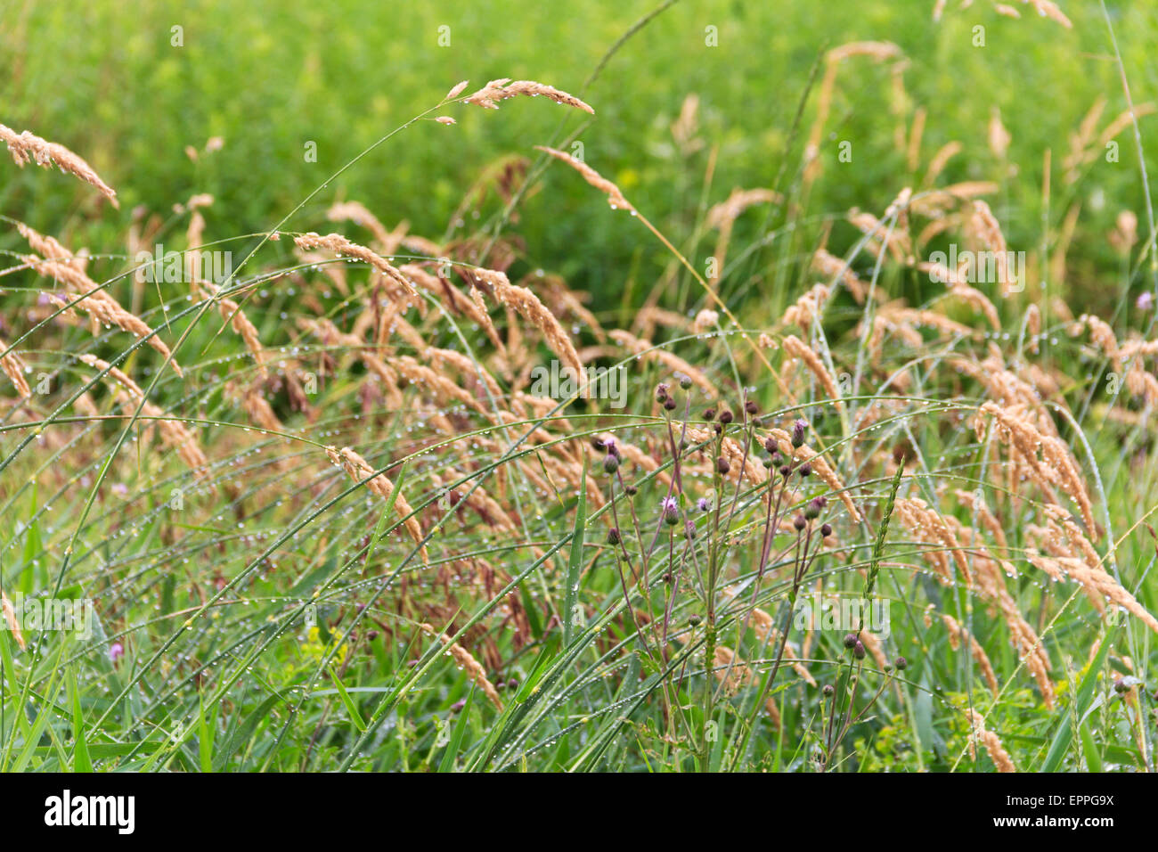 Natural field and meadow weeds Stock Photo - Alamy