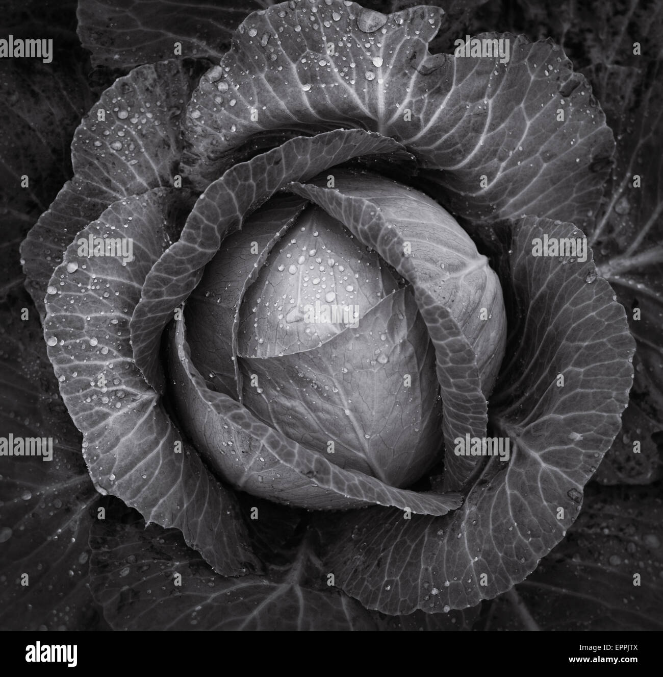 Cabbage closeup hi-res stock photography and images - Alamy