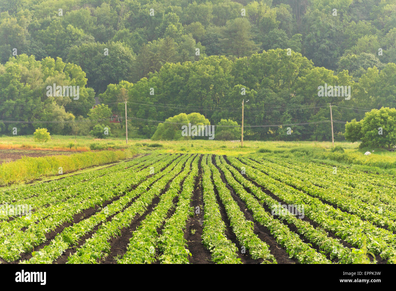 Rows of crops on a farm in the summer Stock Photo - Alamy