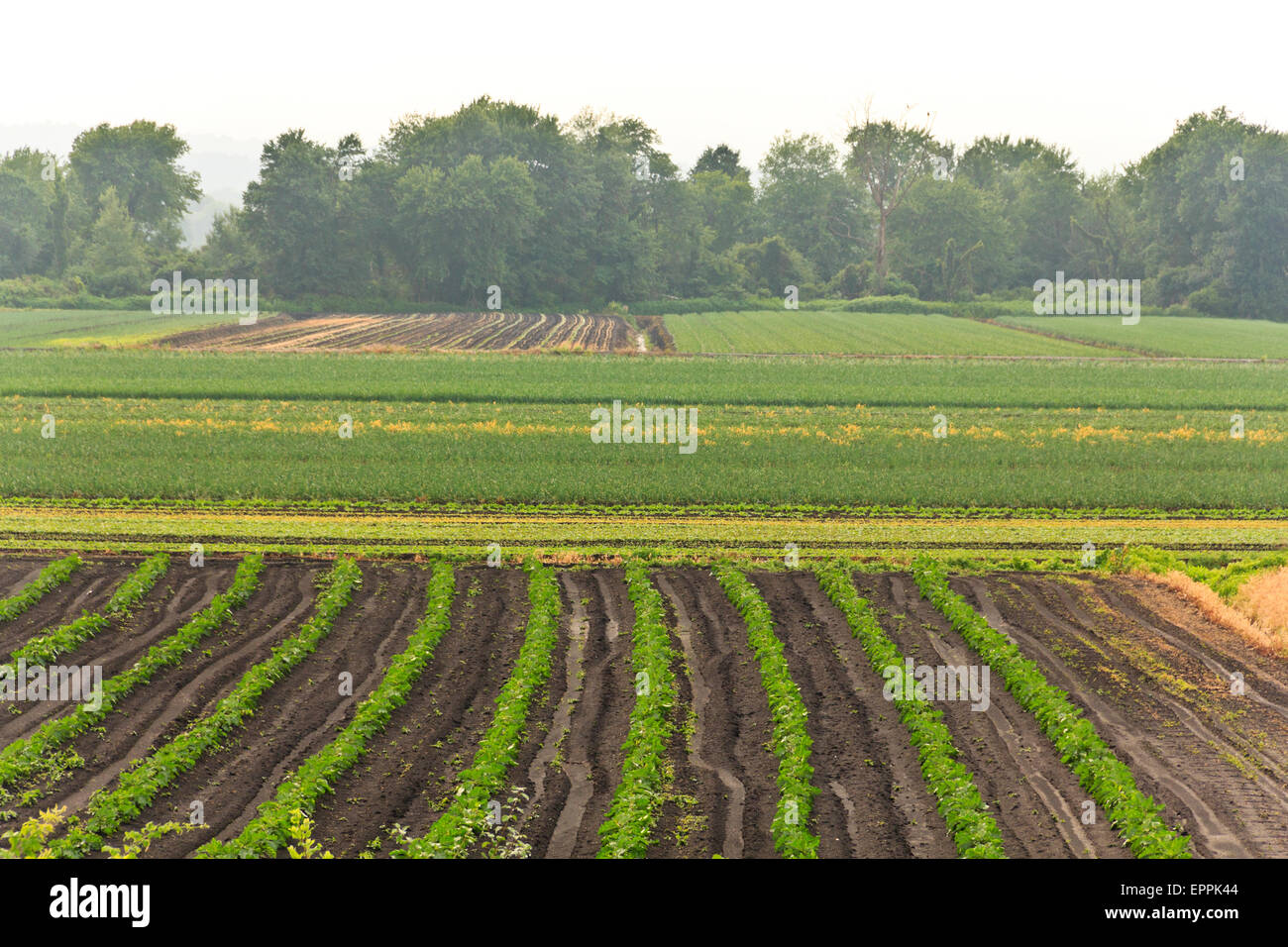 Rows upon Rows of Crops on a farm Stock Photo - Alamy