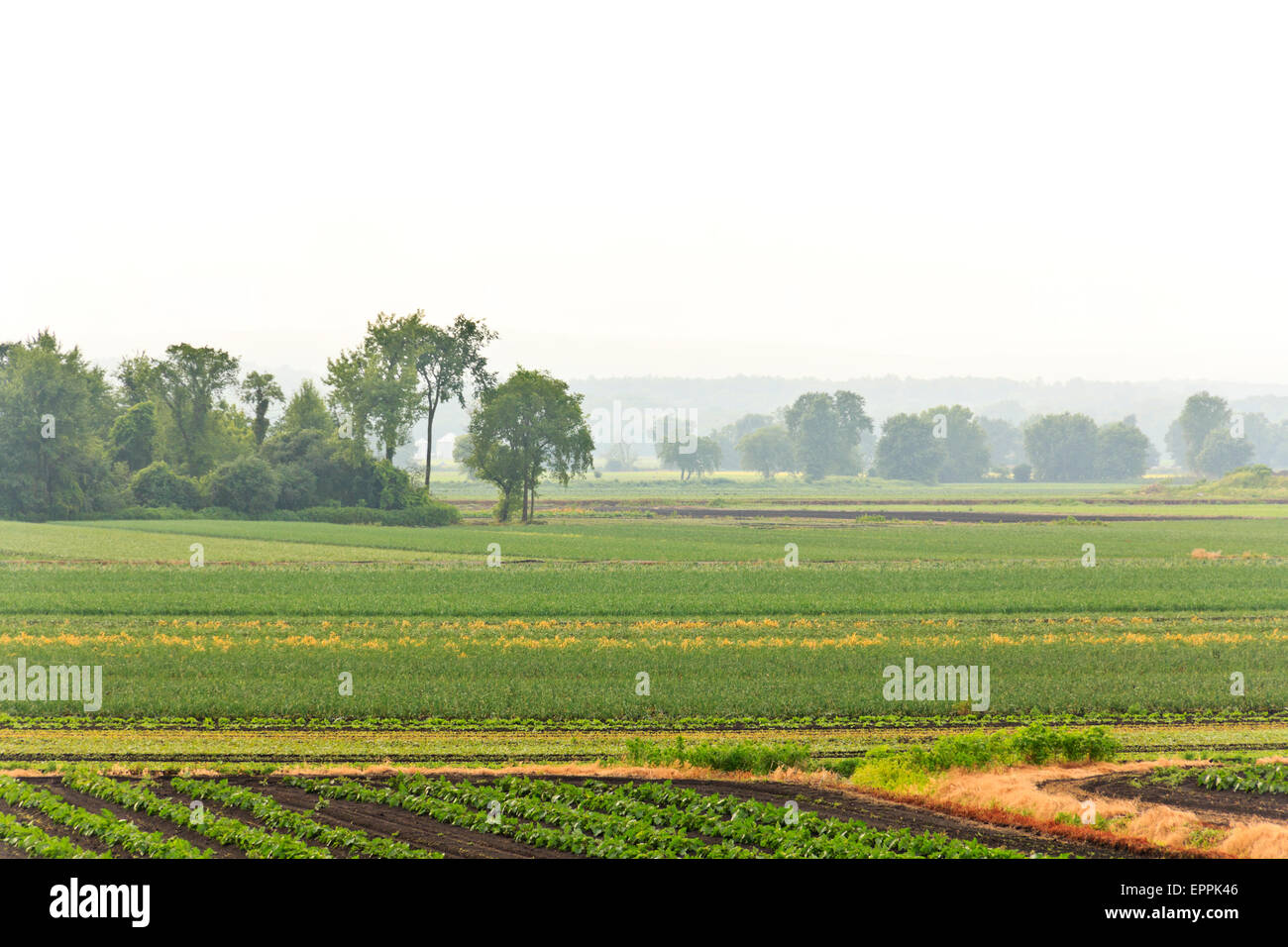 Trees in the background of this summer farm Stock Photo - Alamy