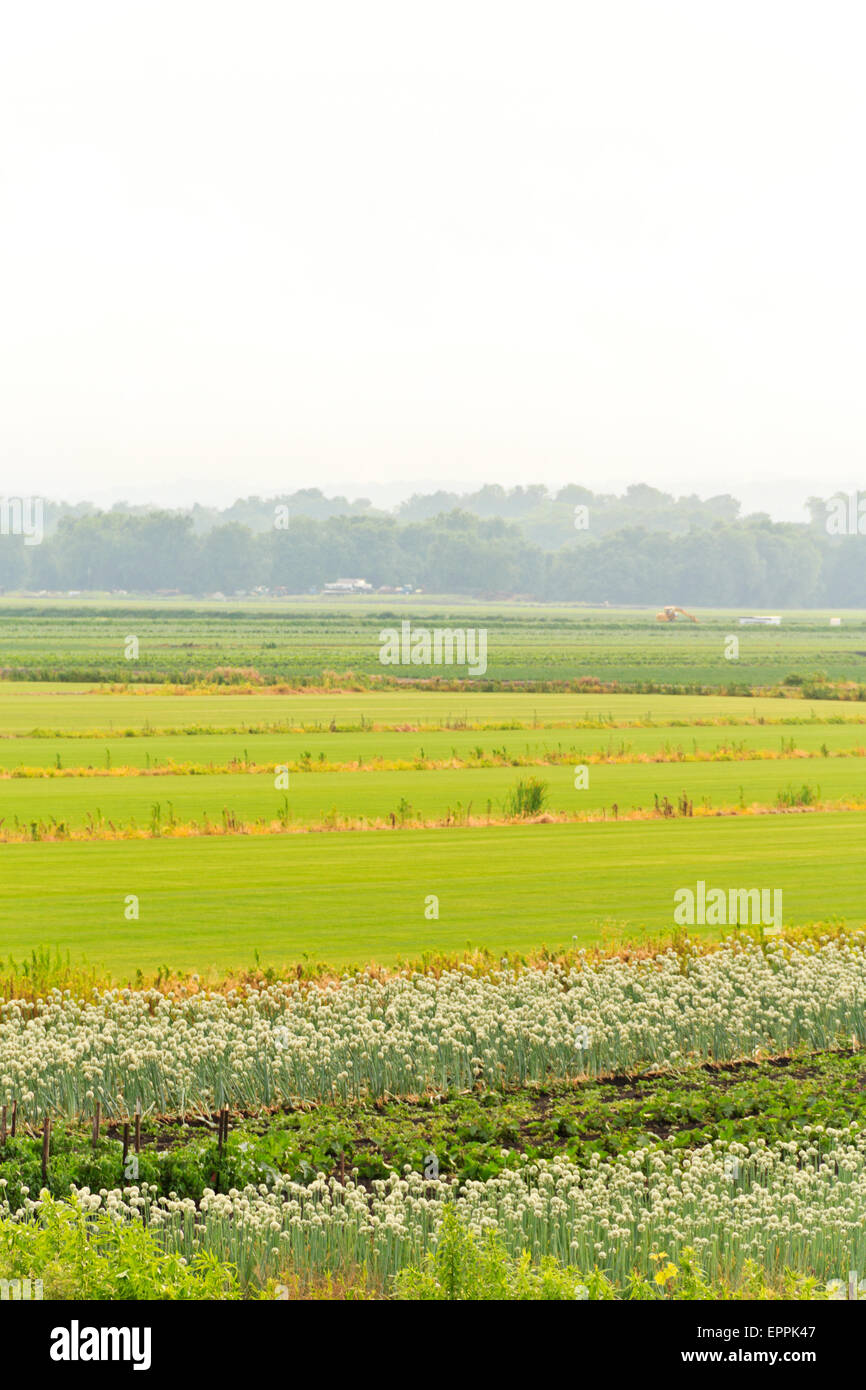 Summer farm background, very hot and humid Stock Photo - Alamy