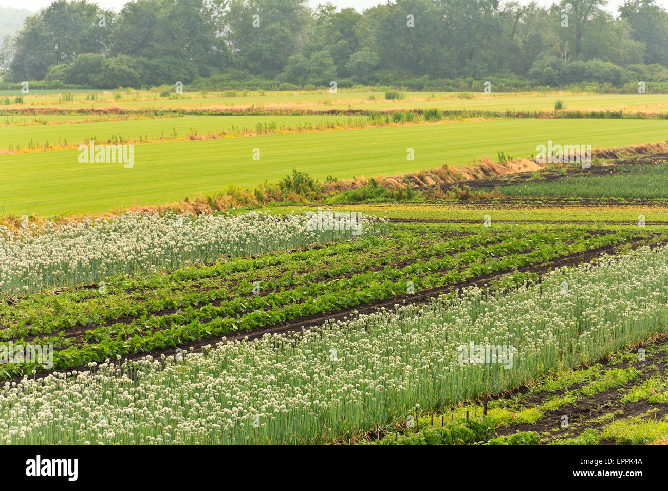 Summer crops in the humid summer heat Stock Photo - Alamy