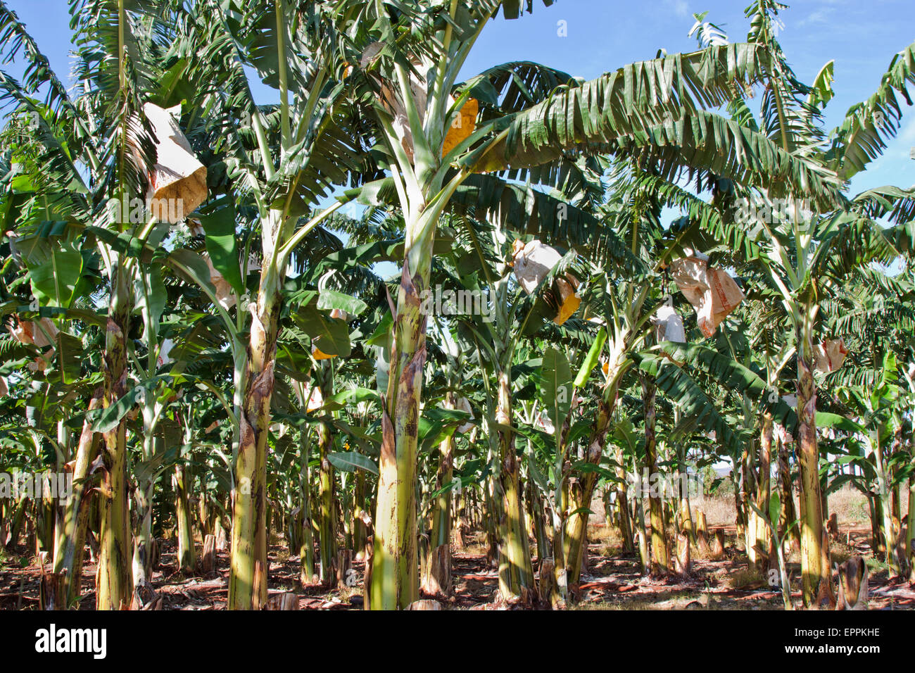 Queensland banana stem hi-res stock photography and images - Alamy