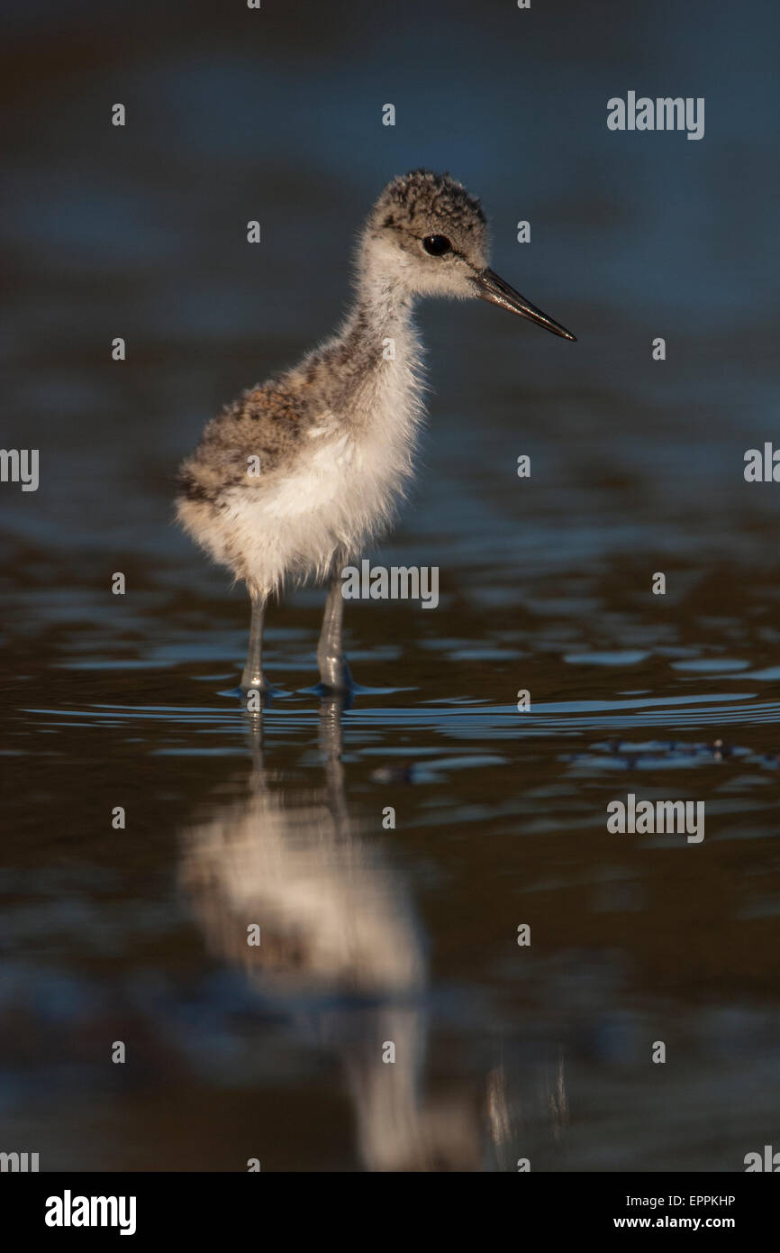 Black necked Stilt Chick Stock Photo - Alamy