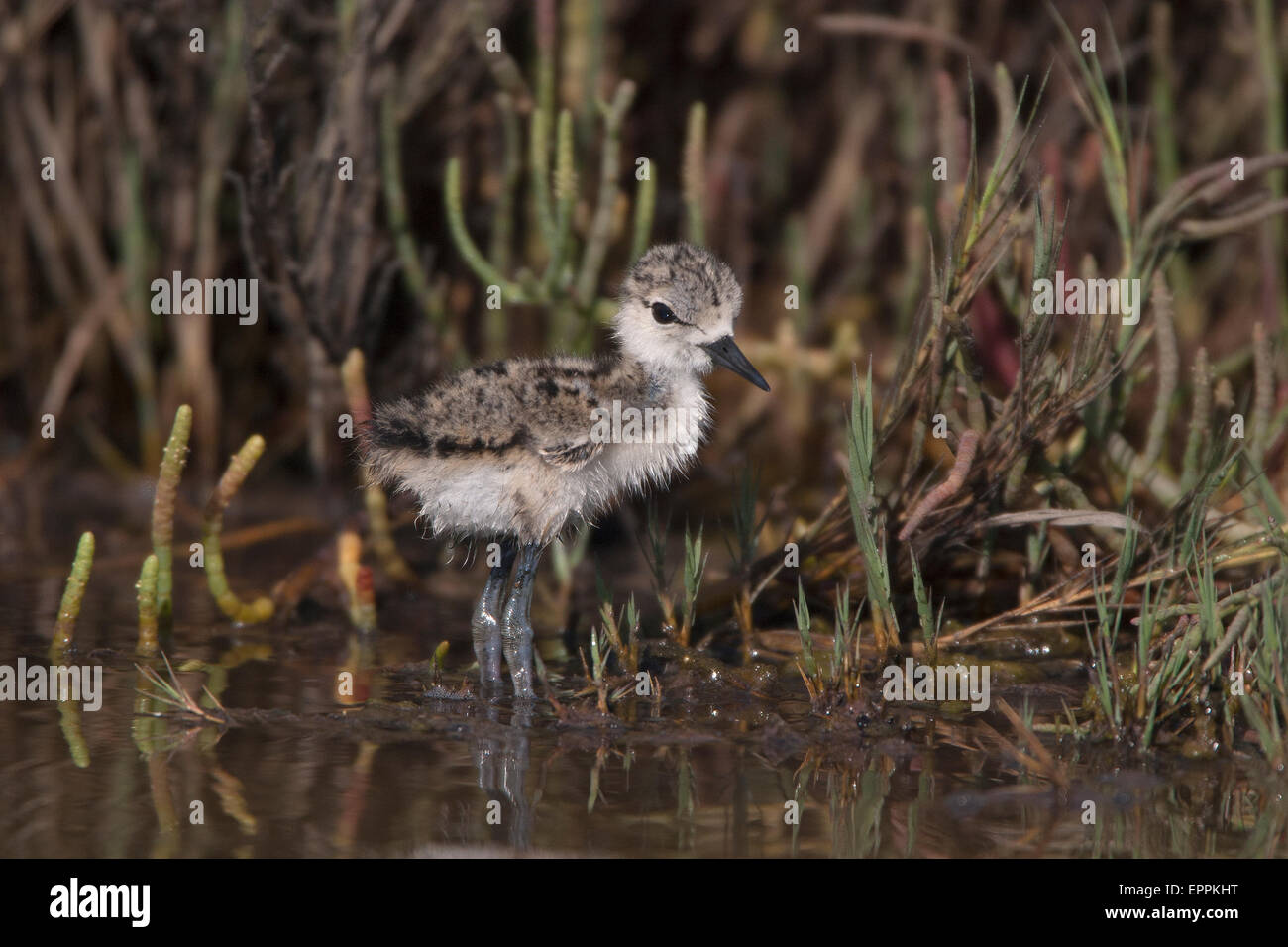 Black necked Stilt Chick Stock Photo - Alamy