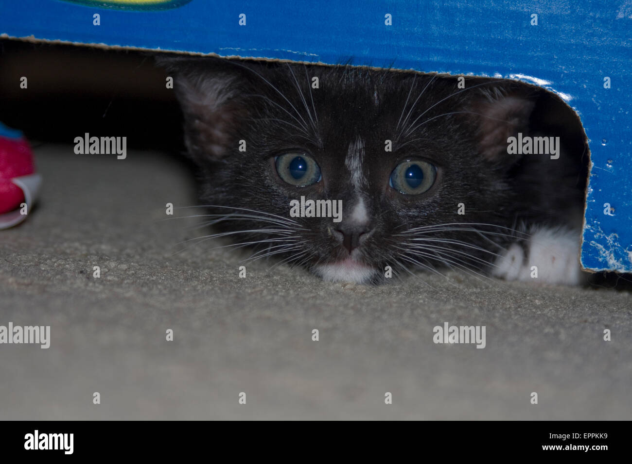 Foster box hi-res stock photography and images - Alamy