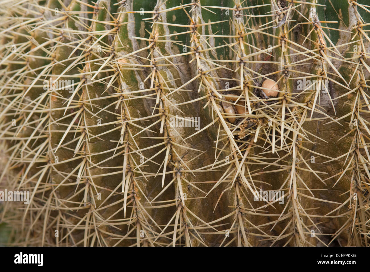 Planted barrel hi-res stock photography and images - Alamy