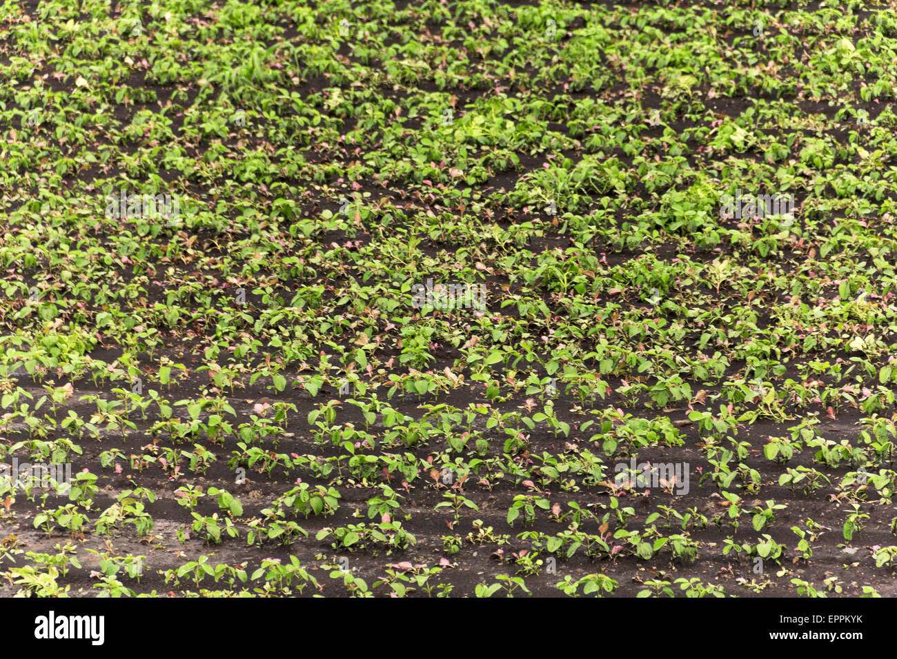 Green crops pattern for background Stock Photo - Alamy