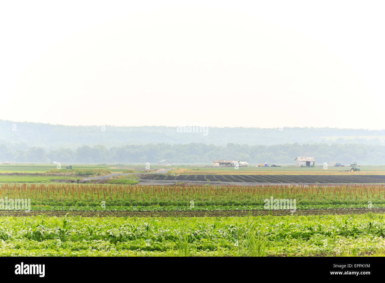 Overcast humid summer farm landscape Stock Photo - Alamy