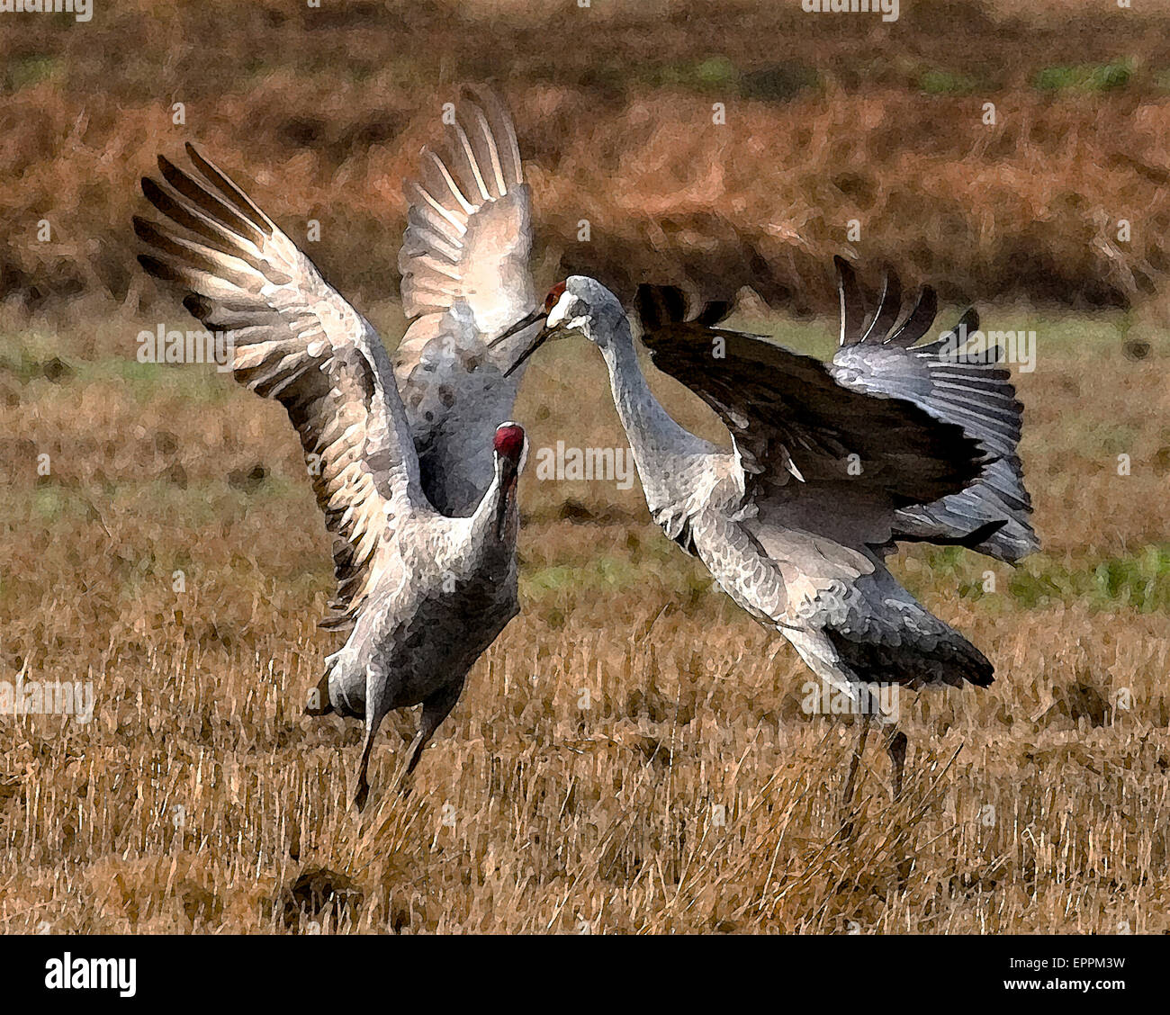 Pair of Sandhill Cranes (Grus canadensis) doing a mating ritual dance ...