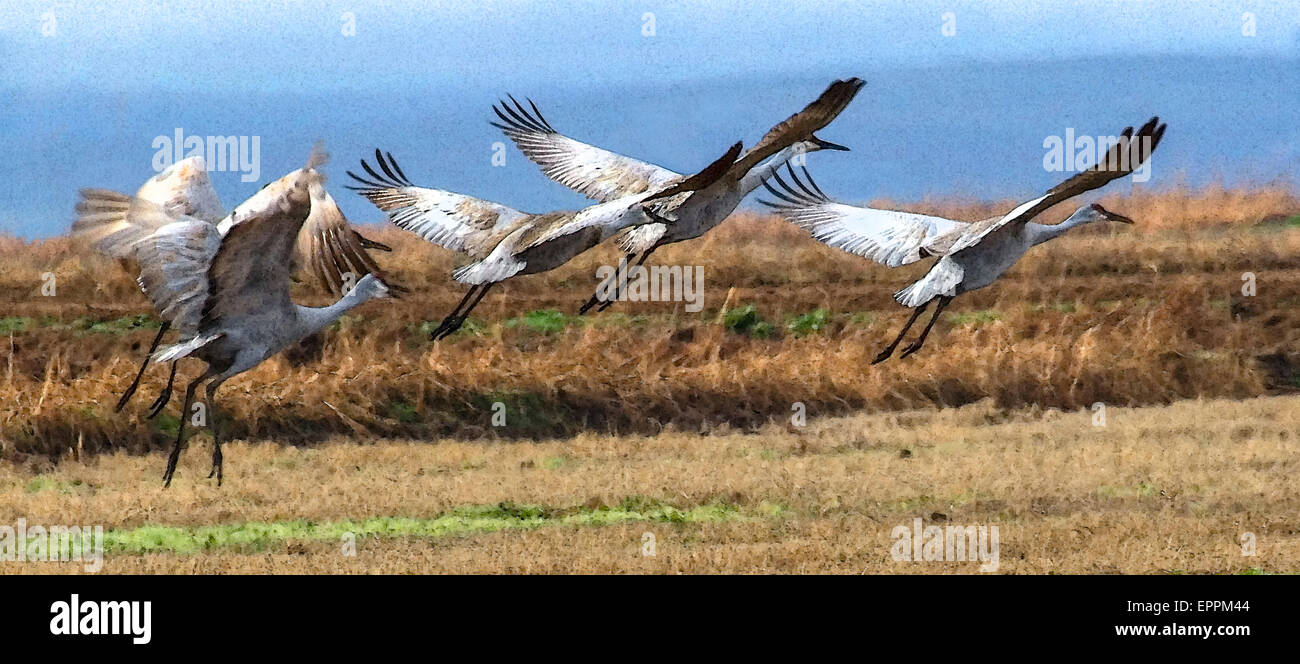 Crane bird california hi-res stock photography and images - Alamy