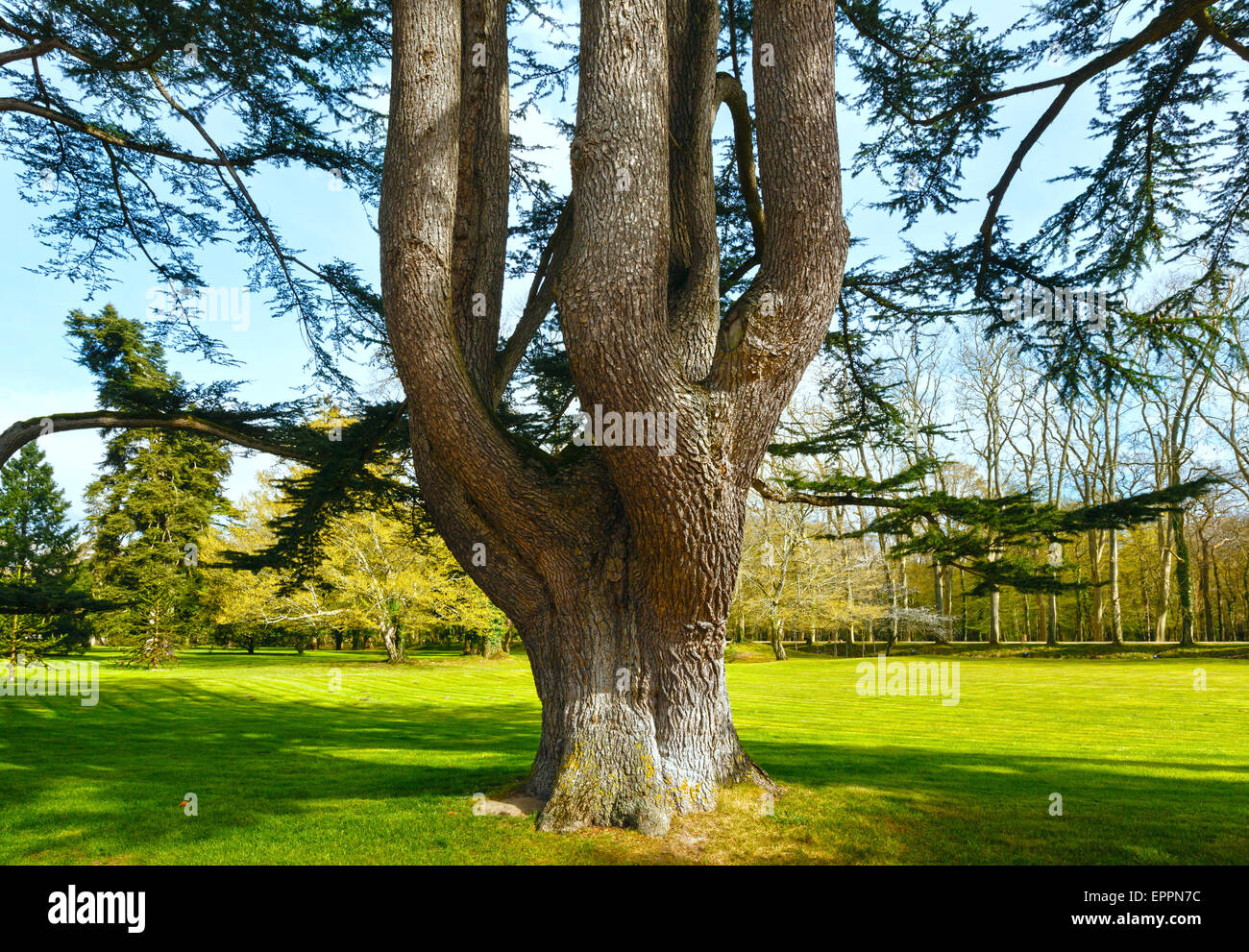 Big old tree with divided thick trunk in spring park Stock Photo - Alamy