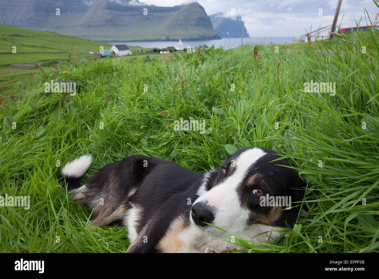 Faroe islands dog hi-res stock photography and images - Alamy