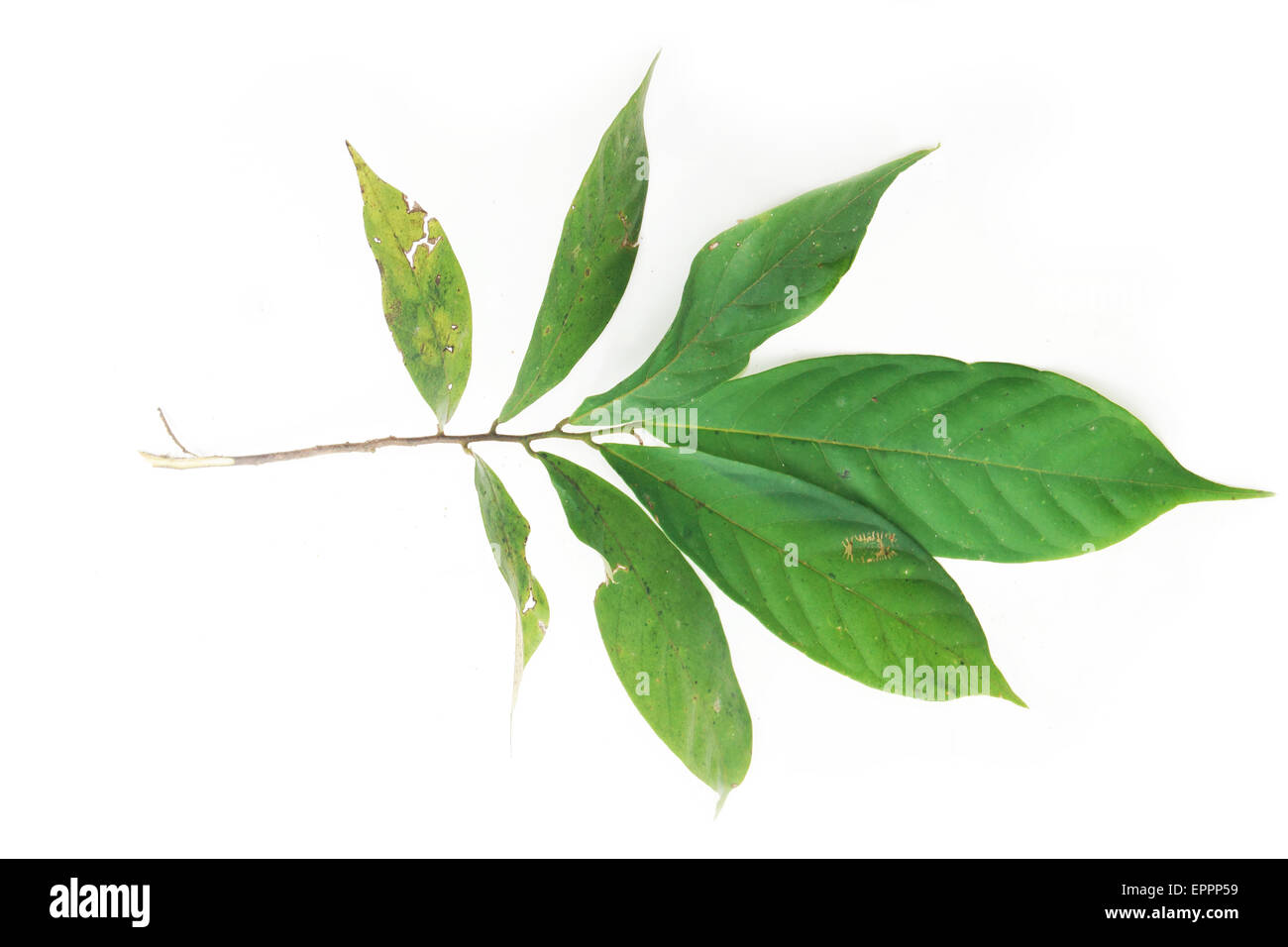 Annonaceae hi-res stock photography and images - Alamy