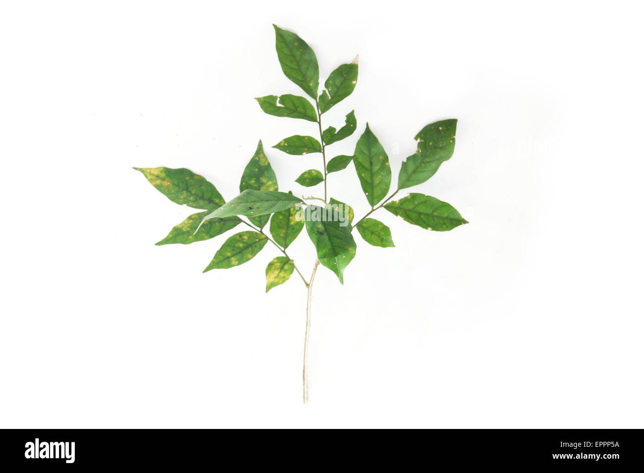 Meliaceae hi-res stock photography and images - Alamy