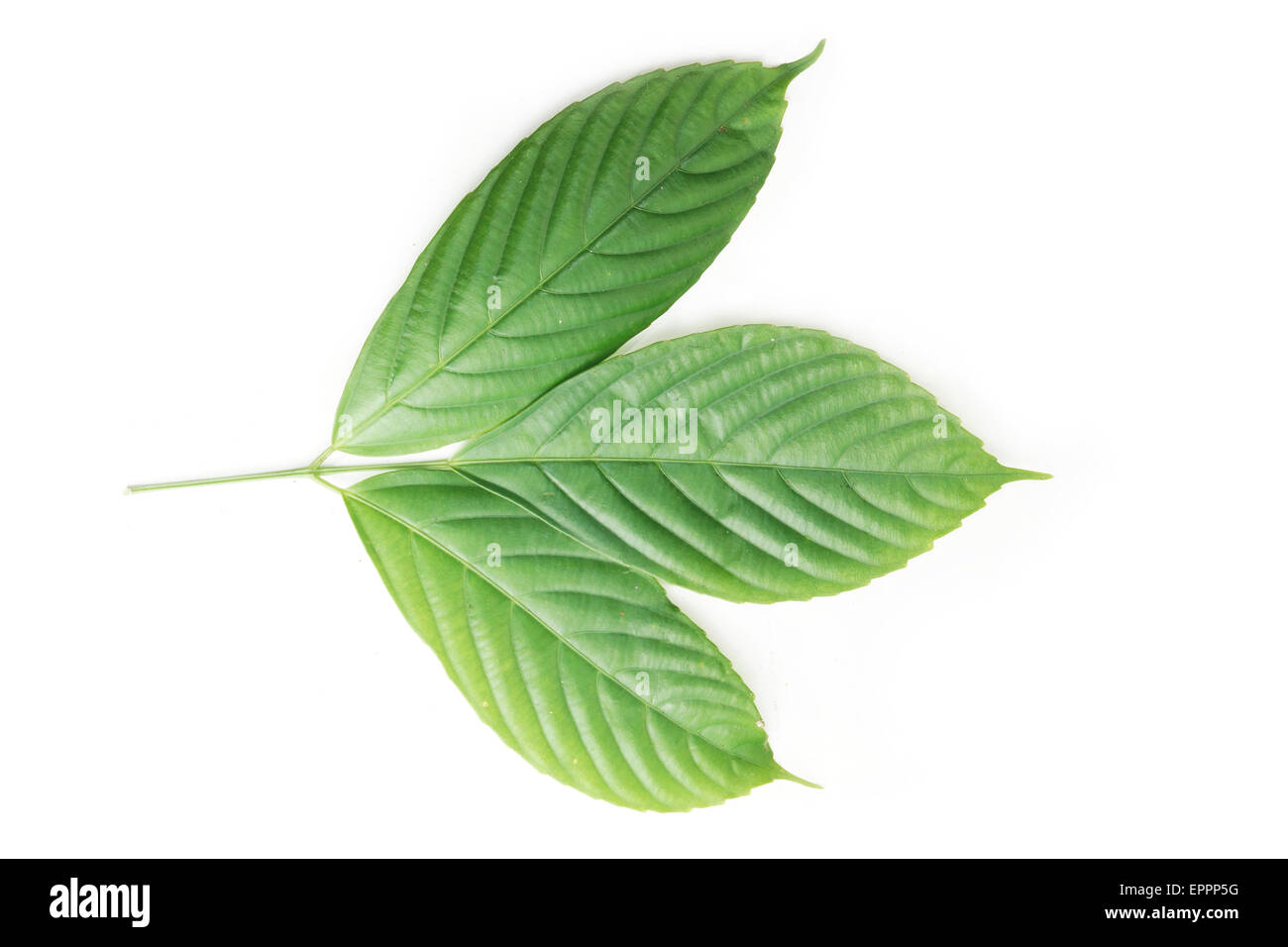 Aculeata Cut Out Stock Images & Pictures - Alamy