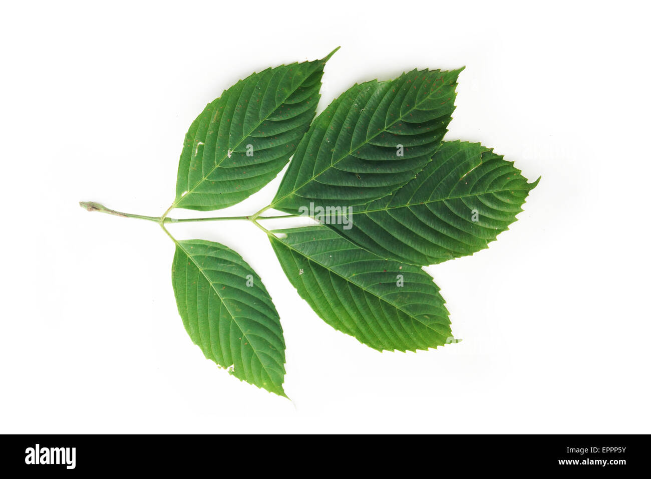 Leeaceae Leea aculeata Stock Photo - Alamy