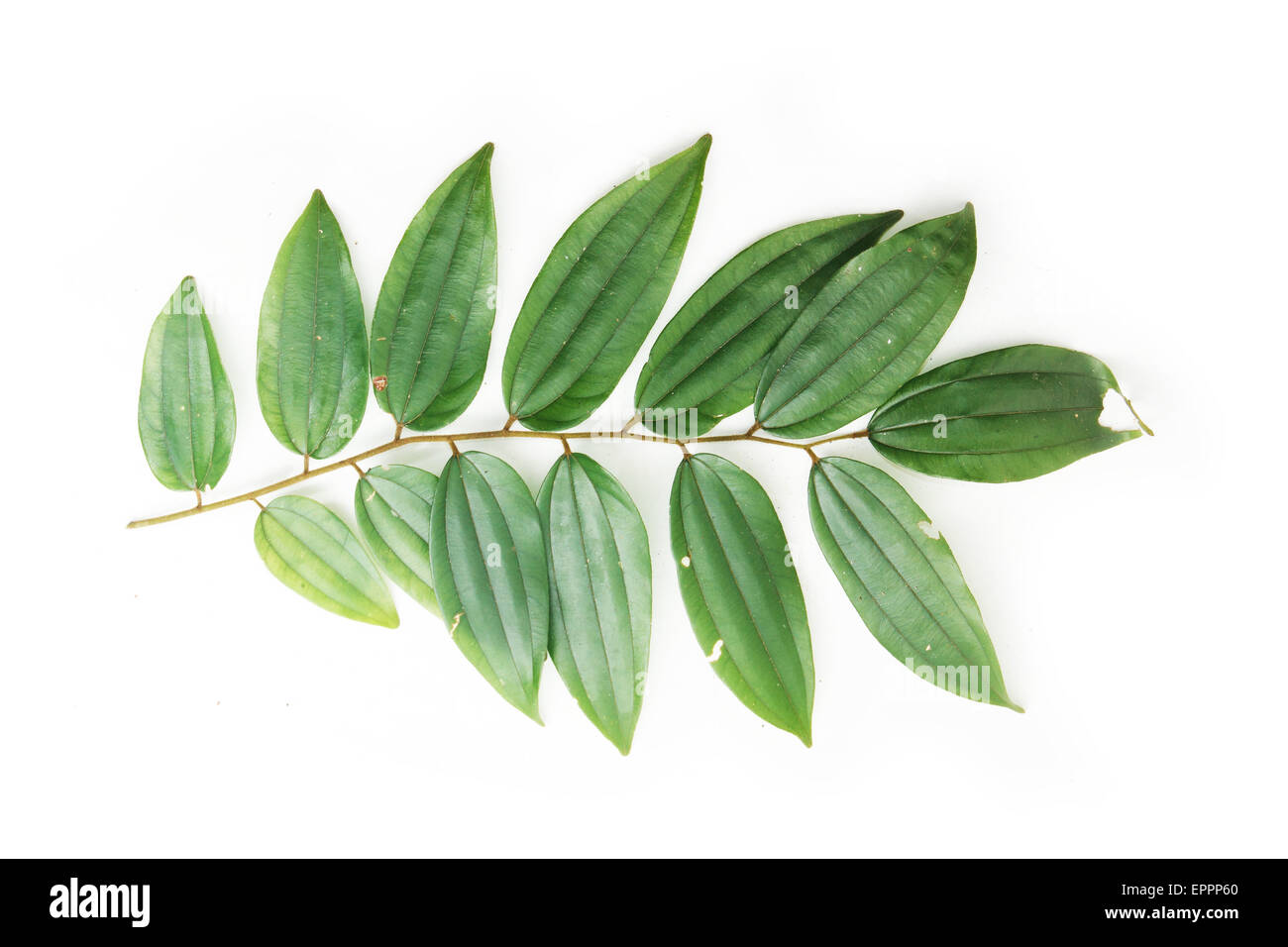 Borneensis hi-res stock photography and images - Alamy